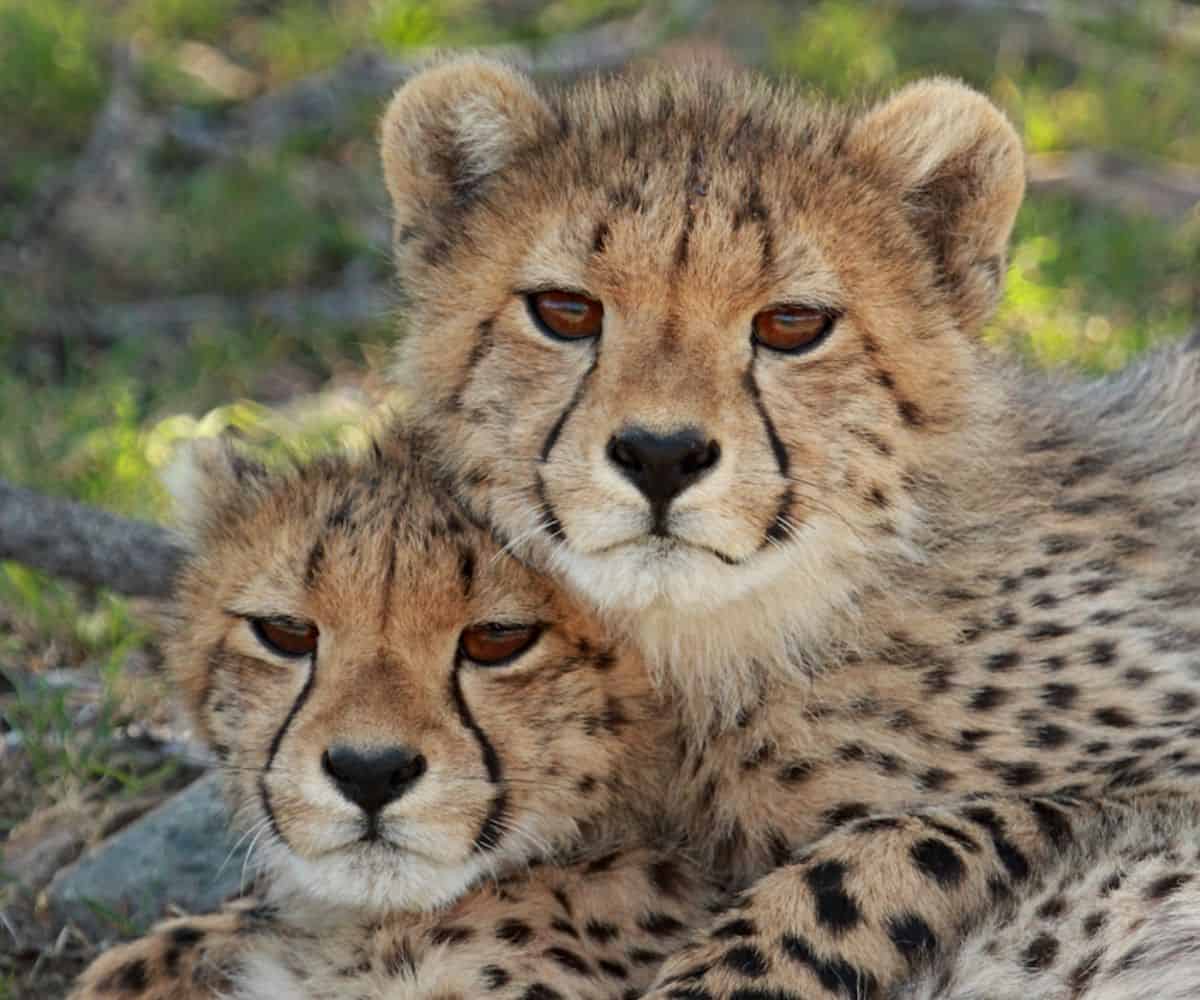 Samara Karoo: A unique experience in conservation and wilderness - Ciao ...